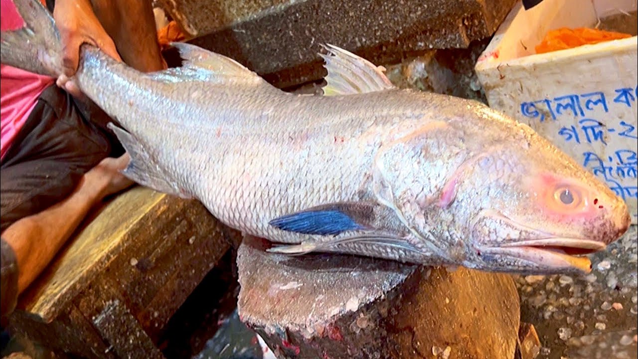 Incredible Giant Indian Salmon Fish Cutting In Bangladesh | Amazing ...