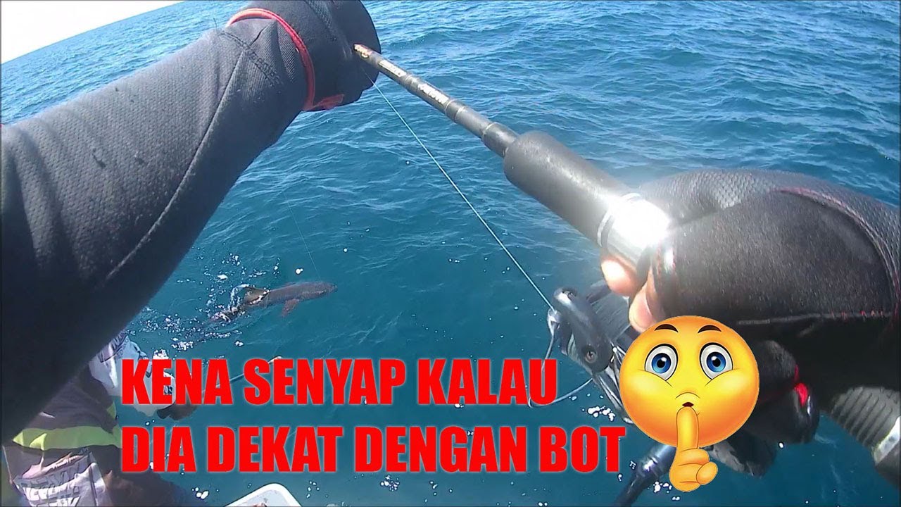 COBIA PEKAN (IKAN HARUAN TASIK) - YouTube