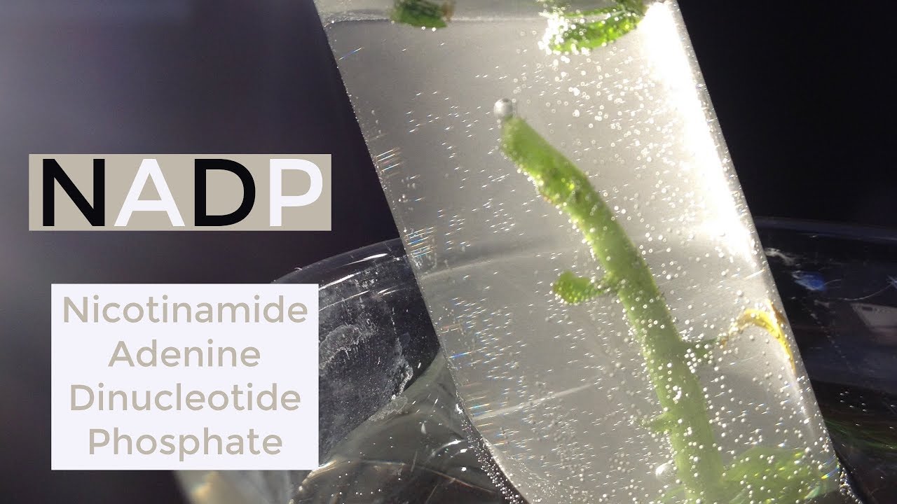 NADP-Leaving Cert Biology Ireland - YouTube