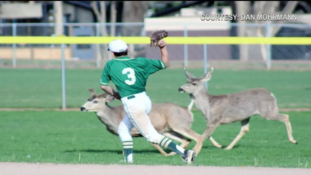 Clipart A Deer Playing Baseball