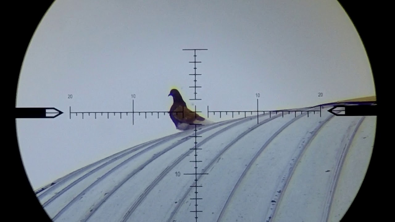 Air rifle shot on feral pigeon - HUNTING/SHOOTING - YouTube