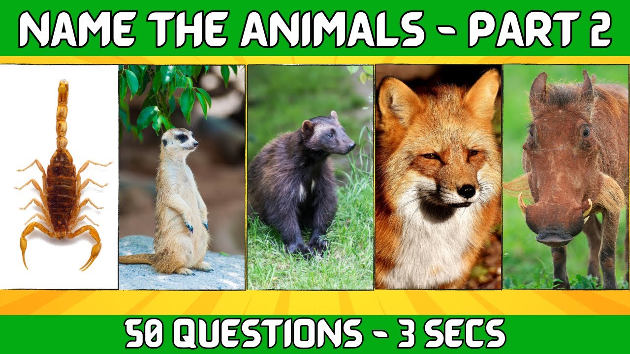 Animal Picture Quiz: Test Your Wildlife Identification Skills - Part 2 ...