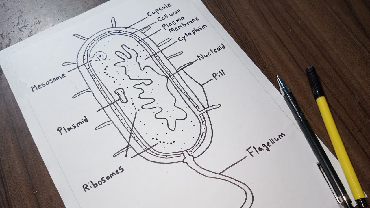 Bacteria Diagram | Label Drawing Of Bacteria | Science Diagram - YouTube