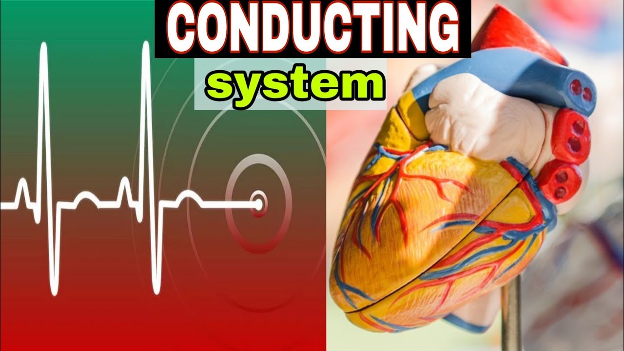 cardiac conduction system | sa node | heart conduction system | bundle ...
