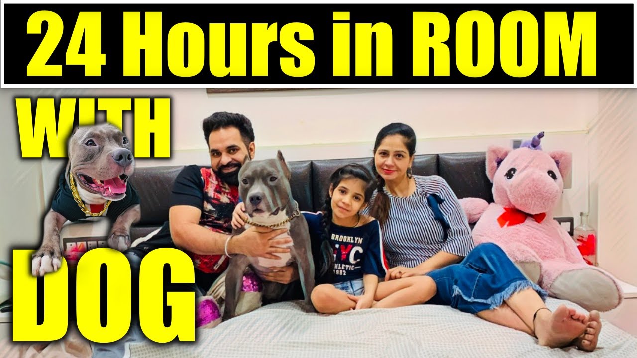 Challenge 24 Hours in Room with Our Dog American Bully | Family Video ...