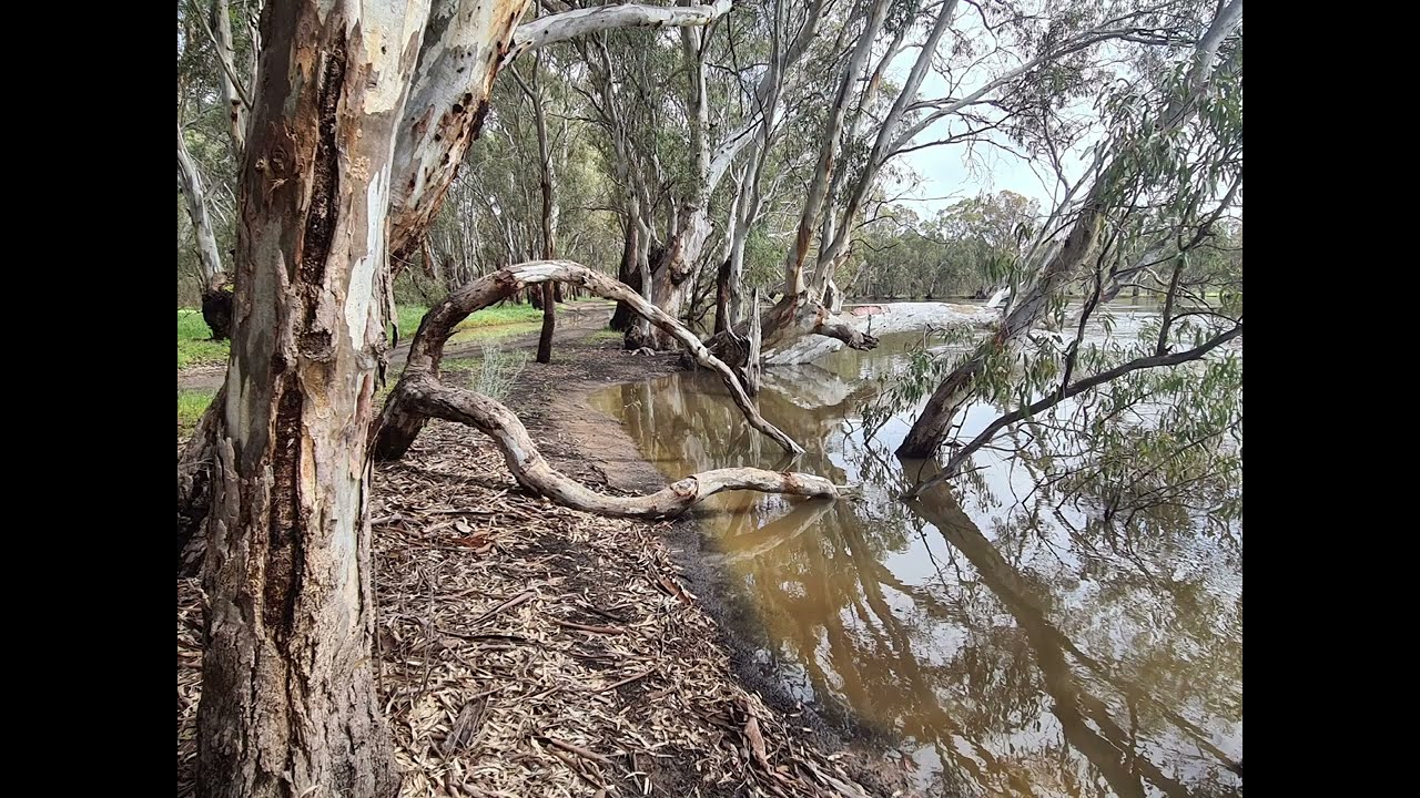 Murray River near Nyah. a walk along the bank. - YouTube