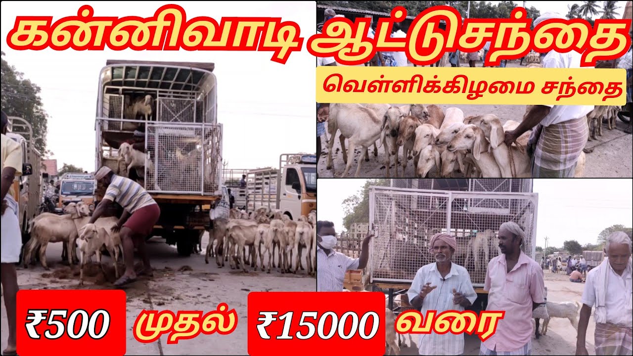 கன்னிவாடி ஆட்டுச்சந்தைக்கு ஒரு விசிட்| Kannivadi Goat Market - YouTube