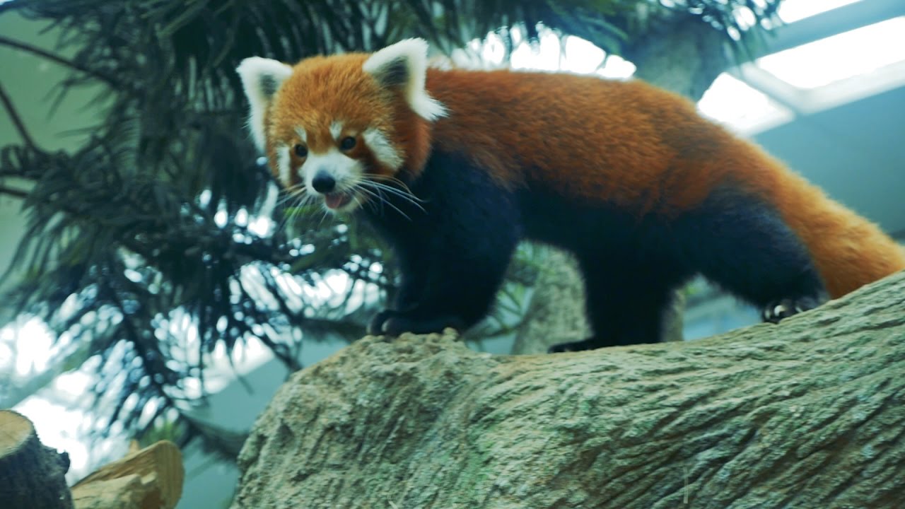 Singapore Zoo Panda