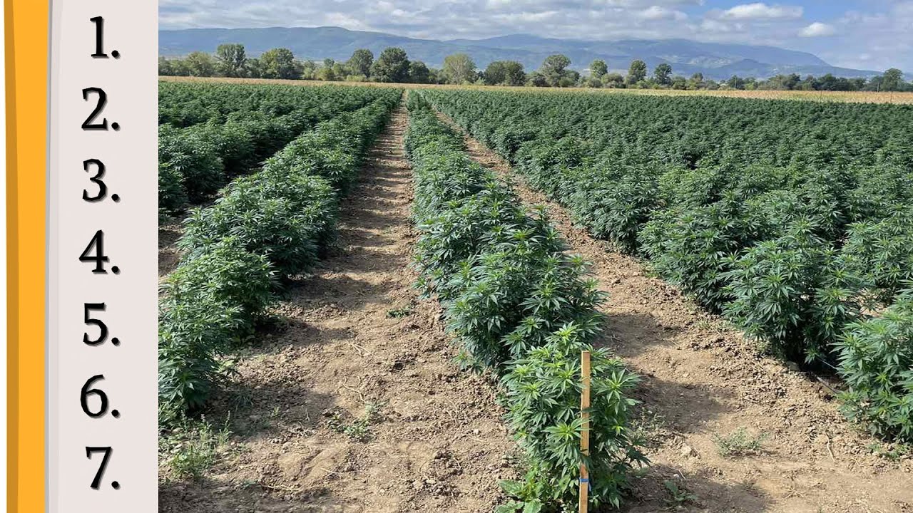 ⭐7 things to know before starting hemp farm 🍀 Successful Story European ...