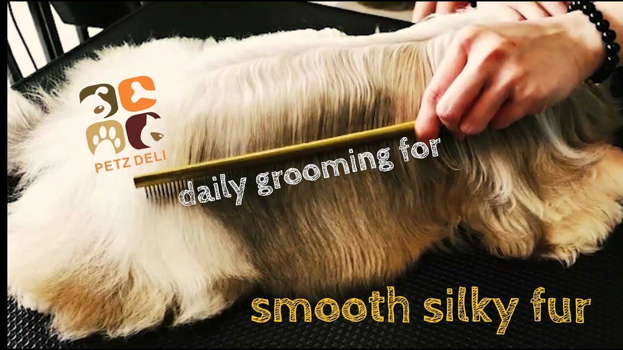 daily pet grooming for silky smooth fur + PRO TIP - YouTube