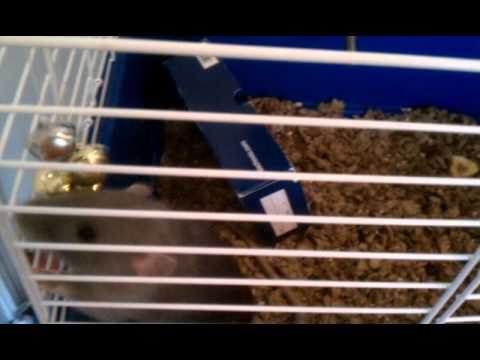 Peeber's Progress in Operant Conditioning. - YouTube