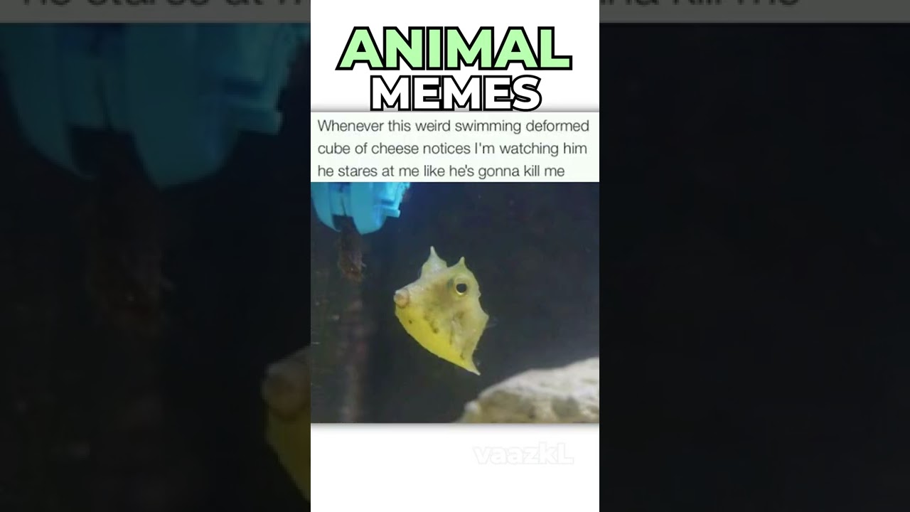 The Best Animal Memes - YouTube