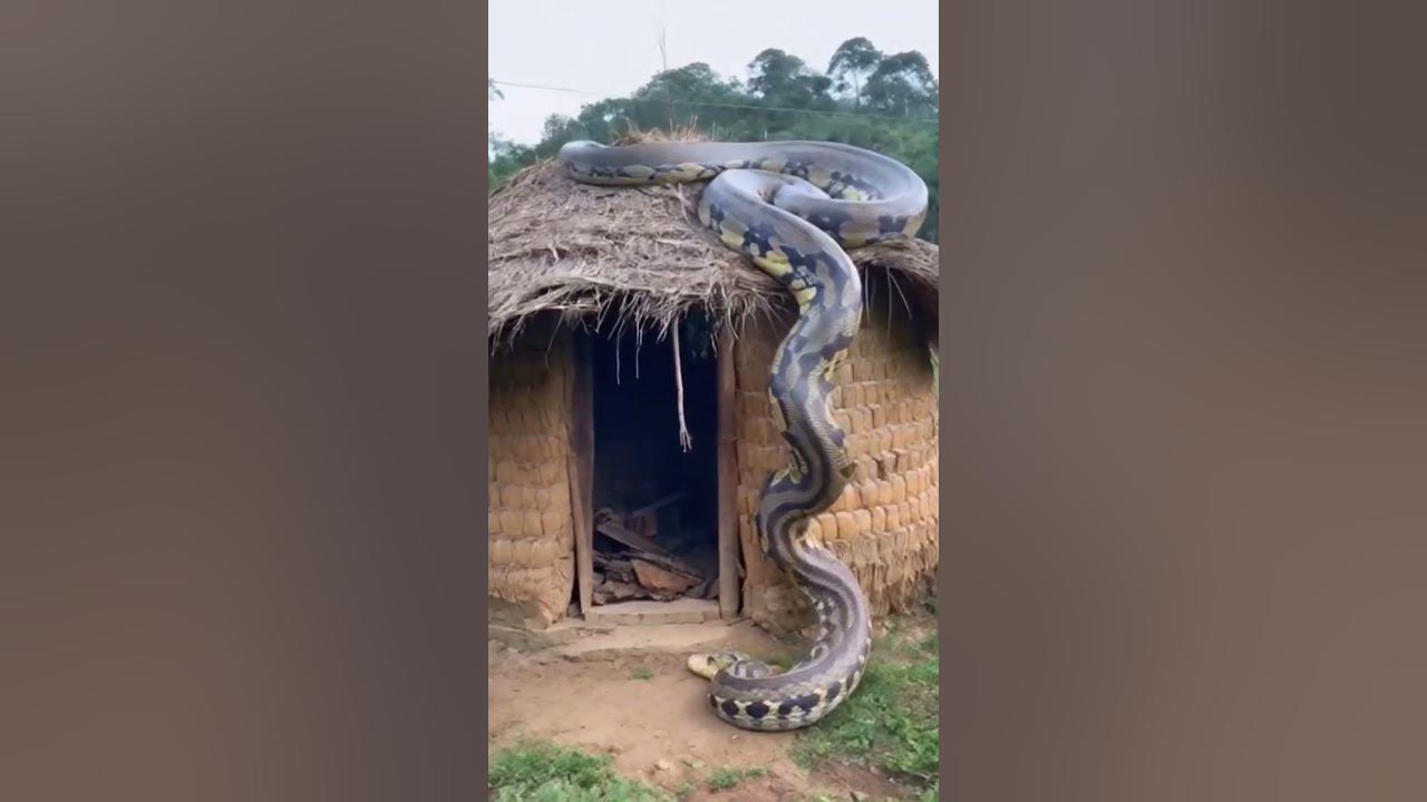 Python On Village - Youtube