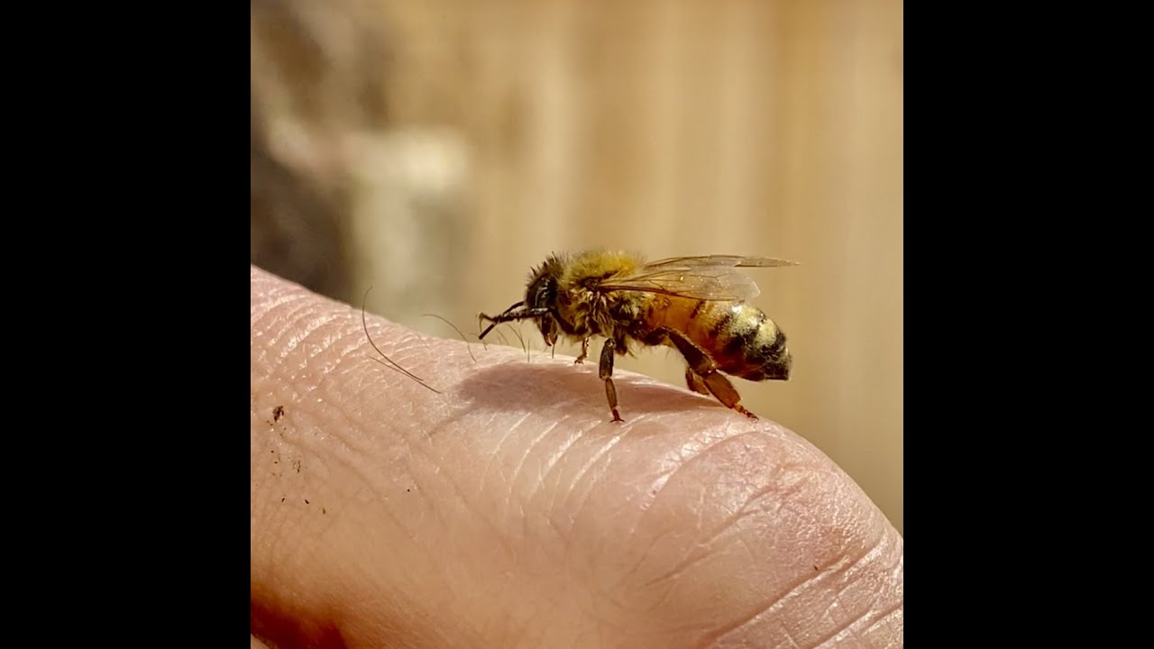 Quick and fast way to hive your bees - YouTube