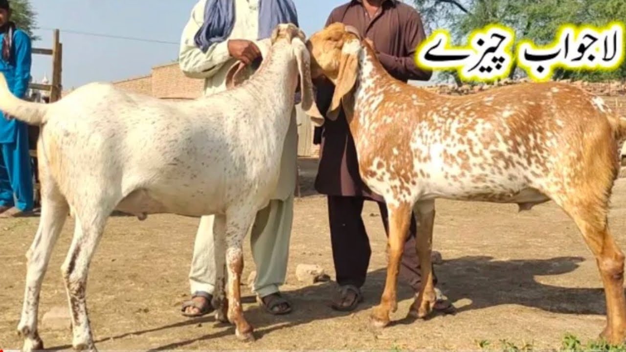 RajanPuri Bakre|Makhi Chane Bakre|Ablak Bakre|Khasi Bakre|Qurbani 2023 ...