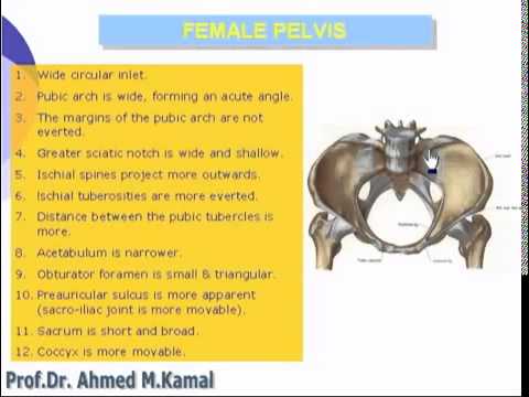 4 Pelvis Female Pelvis - YouTube