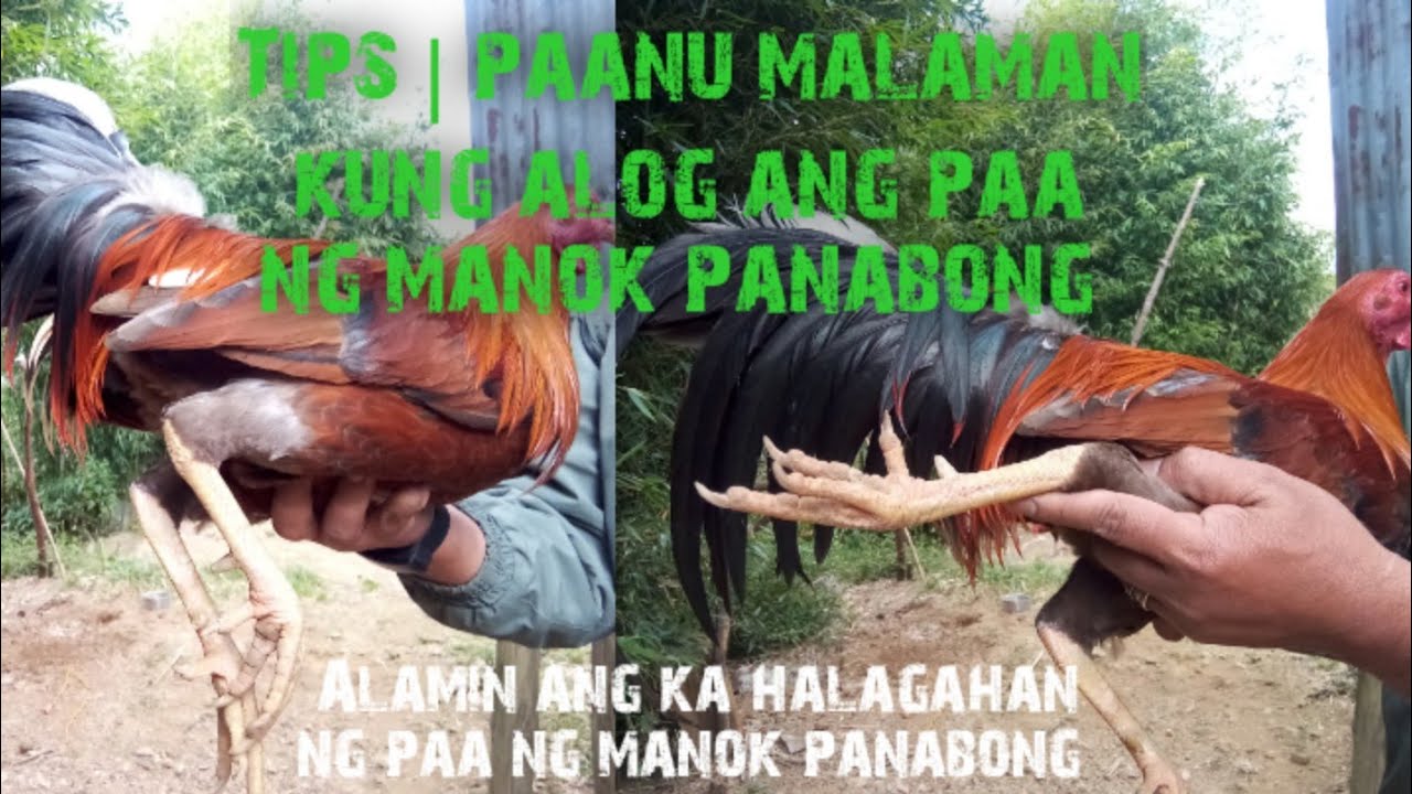 Tips | paanu malaman kung alog ang paa ng manok panabong - YouTube