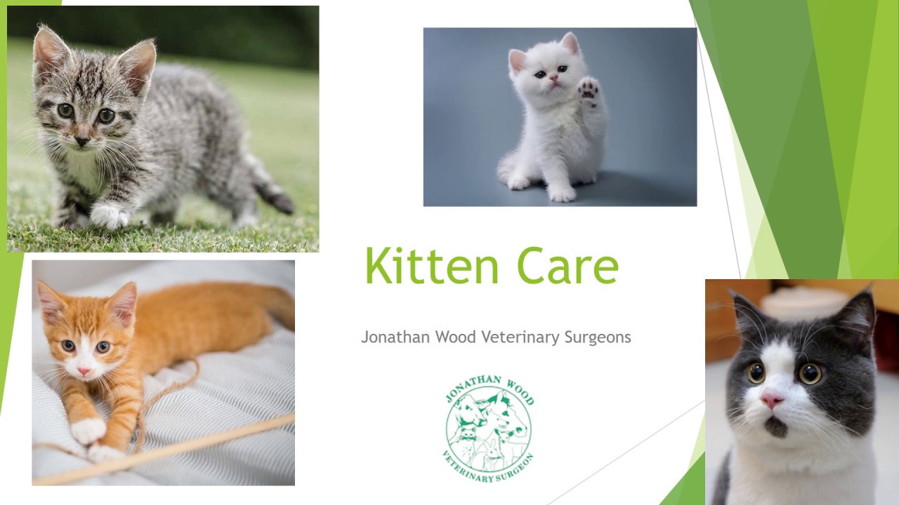 Kitten Care - new kitten owners read this helpful presentation on ...