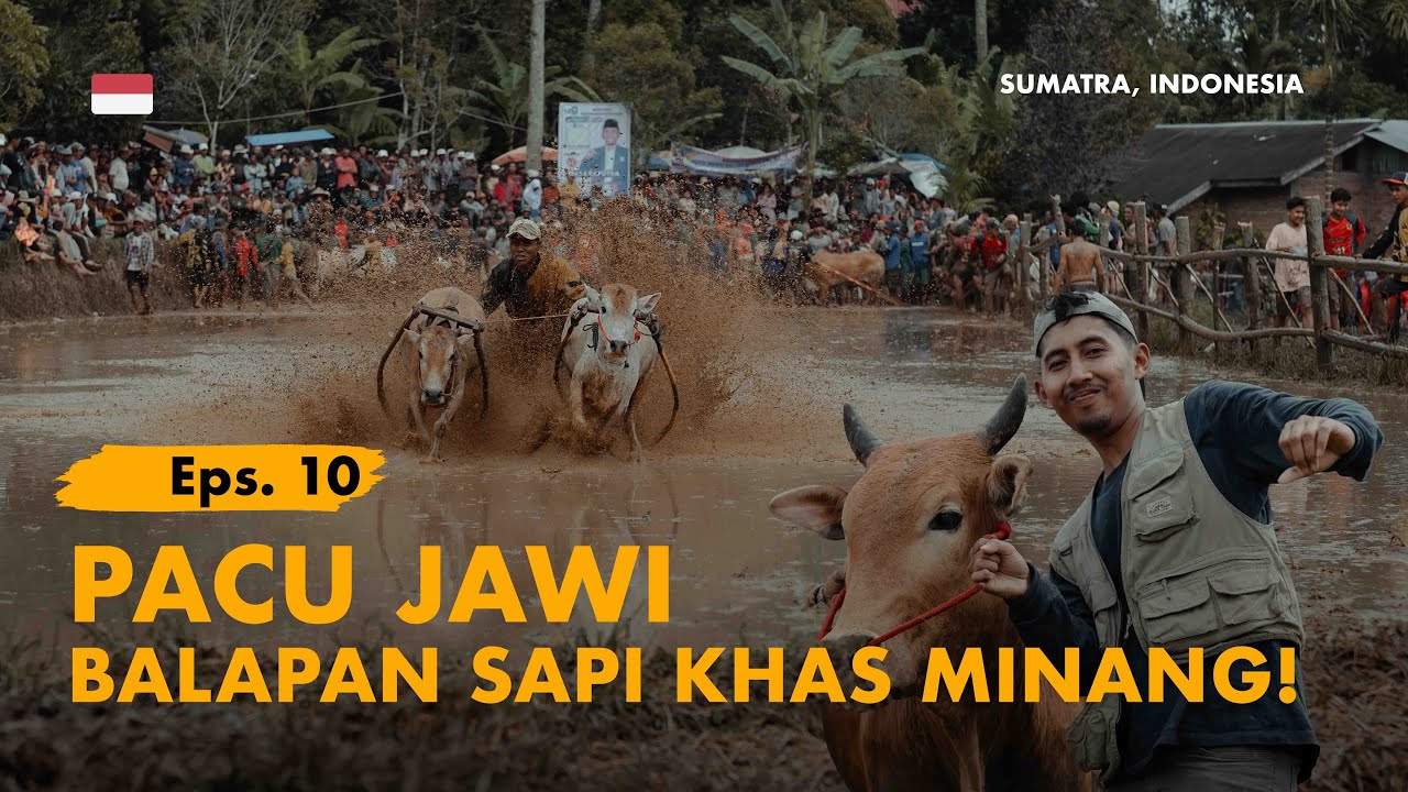 KELANA BENTALA - Eps. 10 Pacu Jawi, Balapan Sapi Khas Minangkabau ...