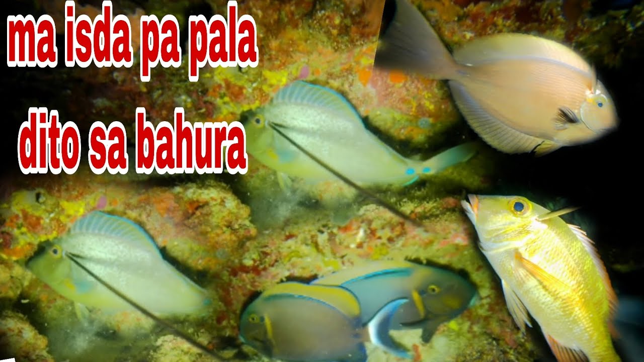 EP248 MAISDA PA PALA DITO SA BAHURA NIGHT SPEARFISHING - YouTube