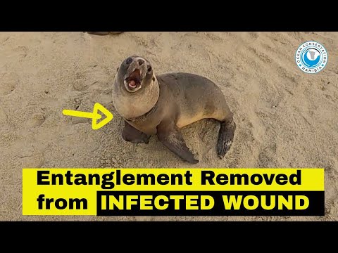 Entanglement Removed from Infected Wound (Seal Rescue)