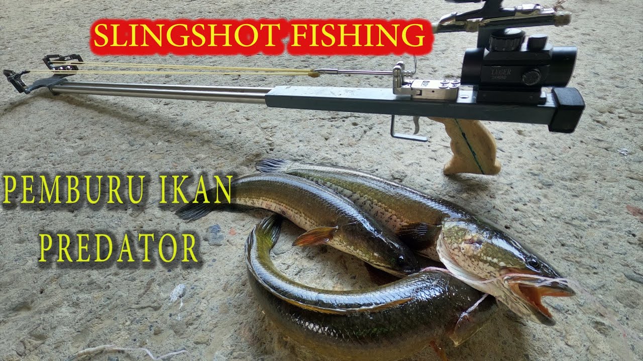 PASER MANIA!! Berburu Ikan Predator Disungai Taiwan || slingshot fish ...