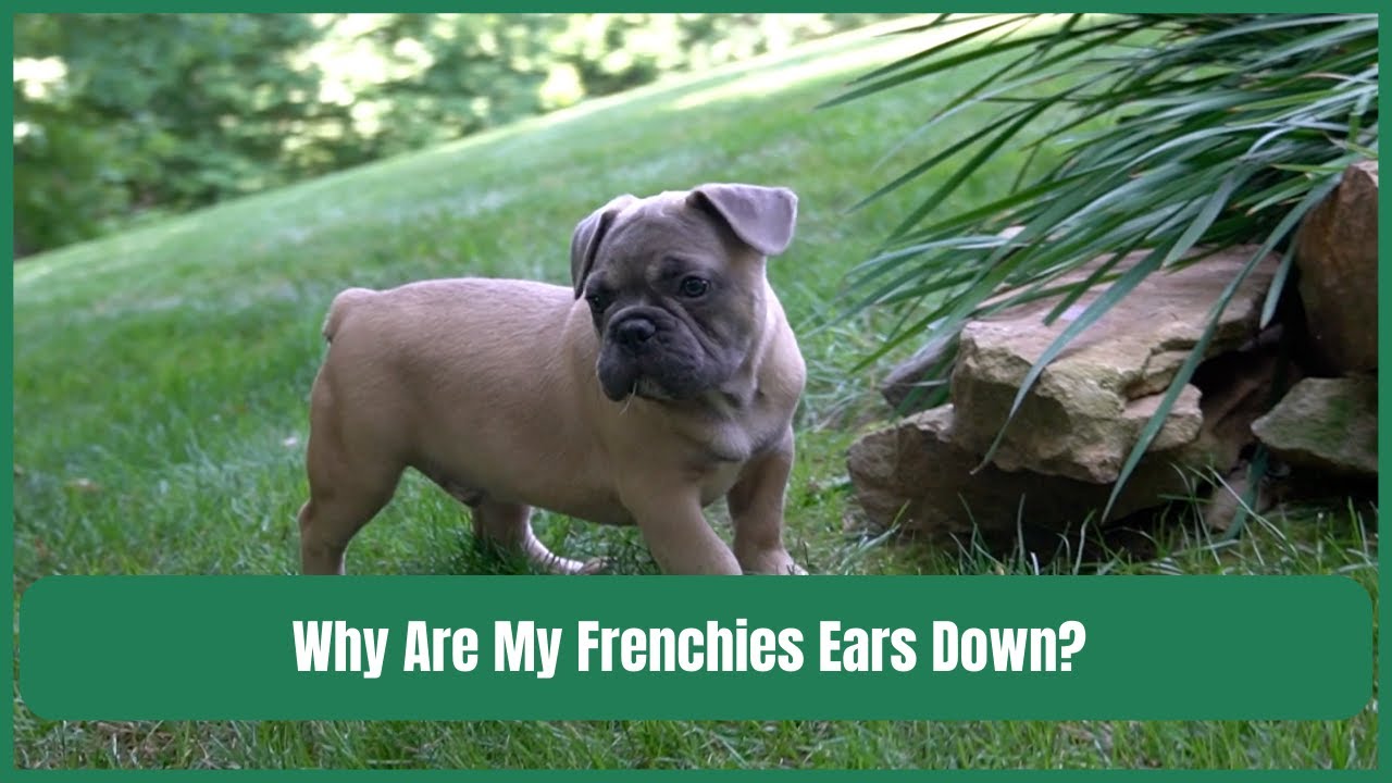 Why Are My Frenchies Ears Down? - YouTube