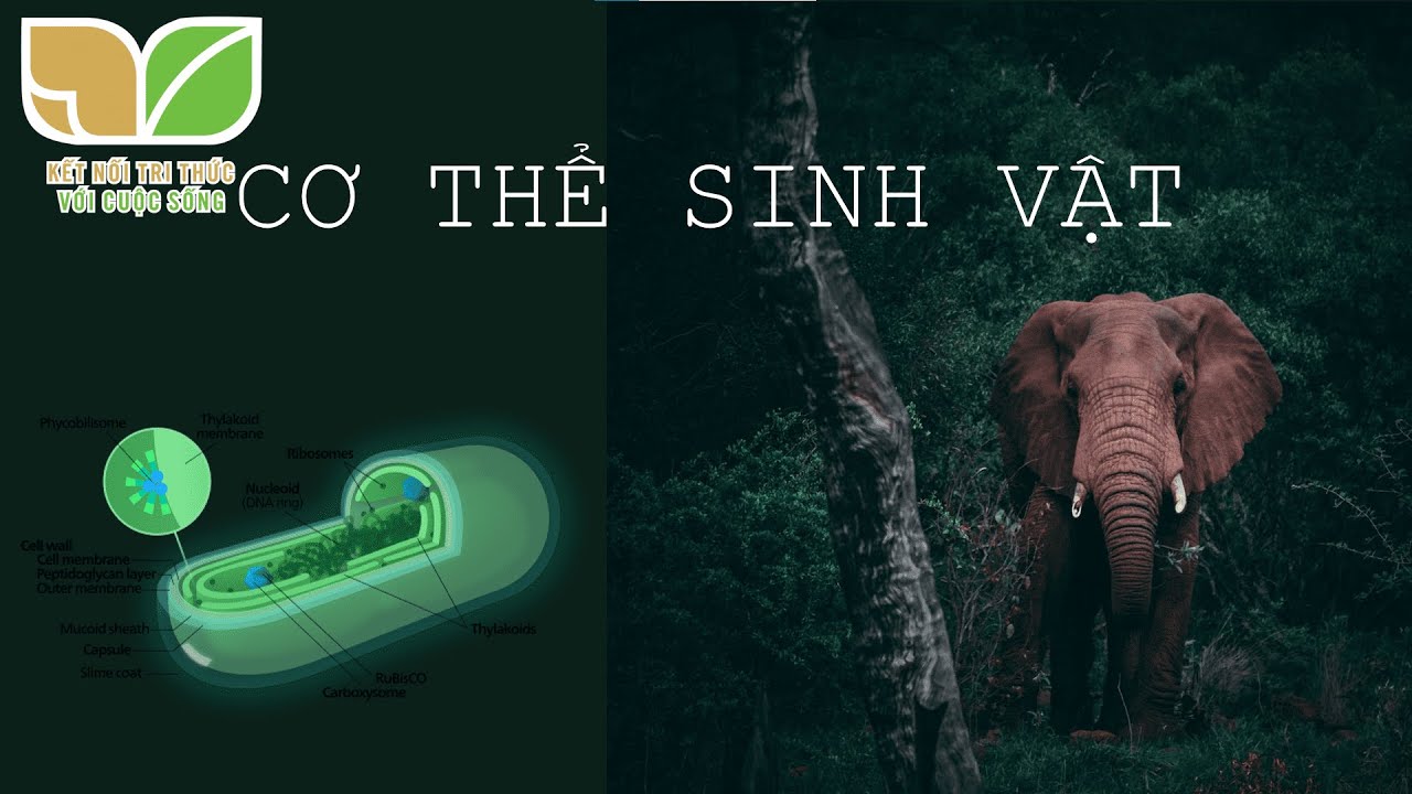 GIÁO ÁN SINH HỌC 6 KẾT NỐI TRI THỨC BẢN POWERPOINT | BÀI 22: CƠ THỂ ...