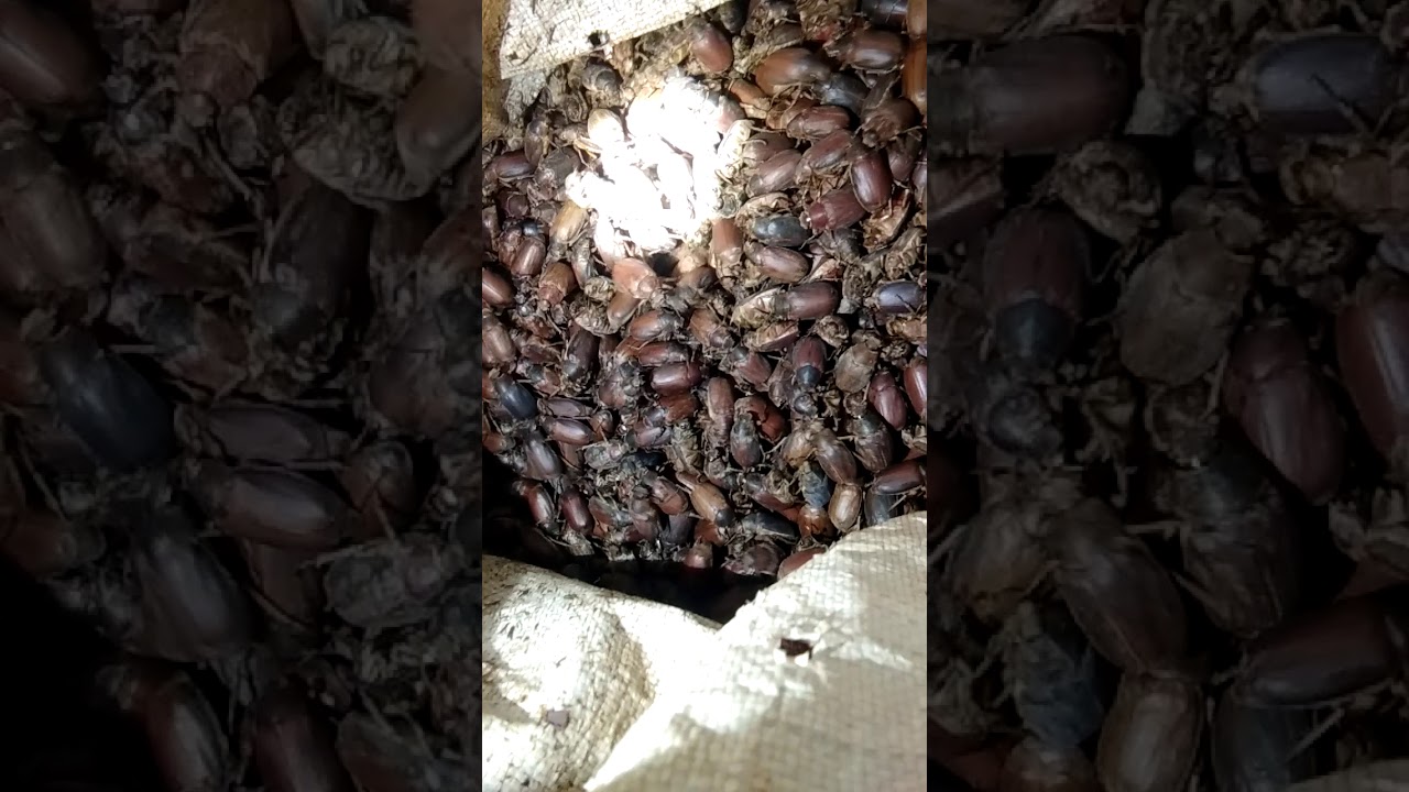 SALAGUBANG EXOTIC - YouTube