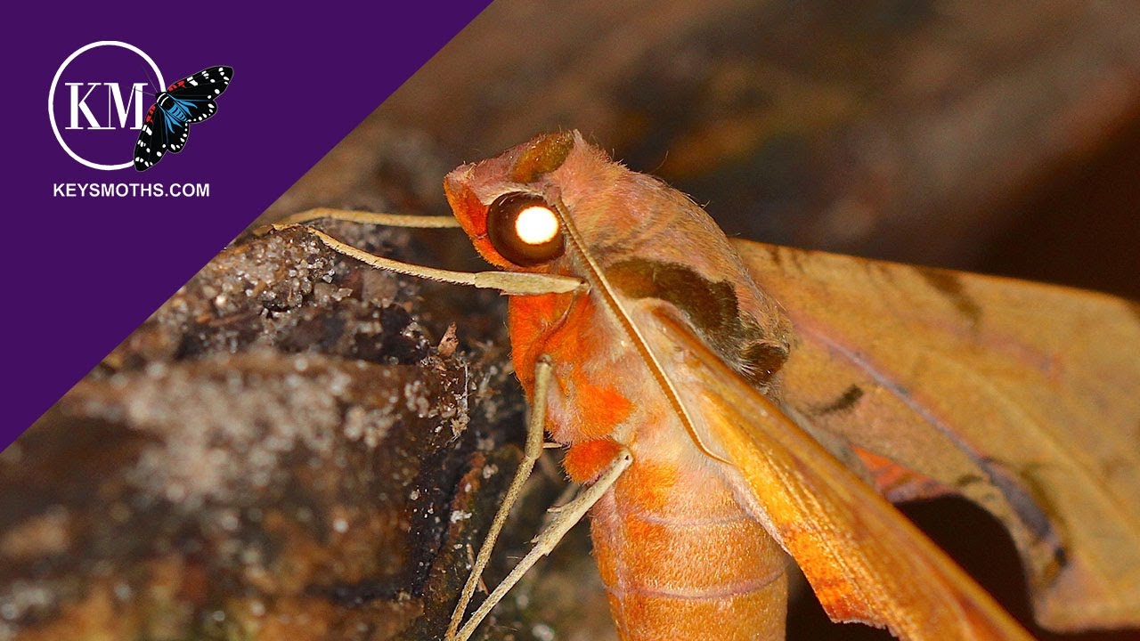 Tropical Sphinx Moth Found on Shopping Center Wall in Fort Lauderdale ...