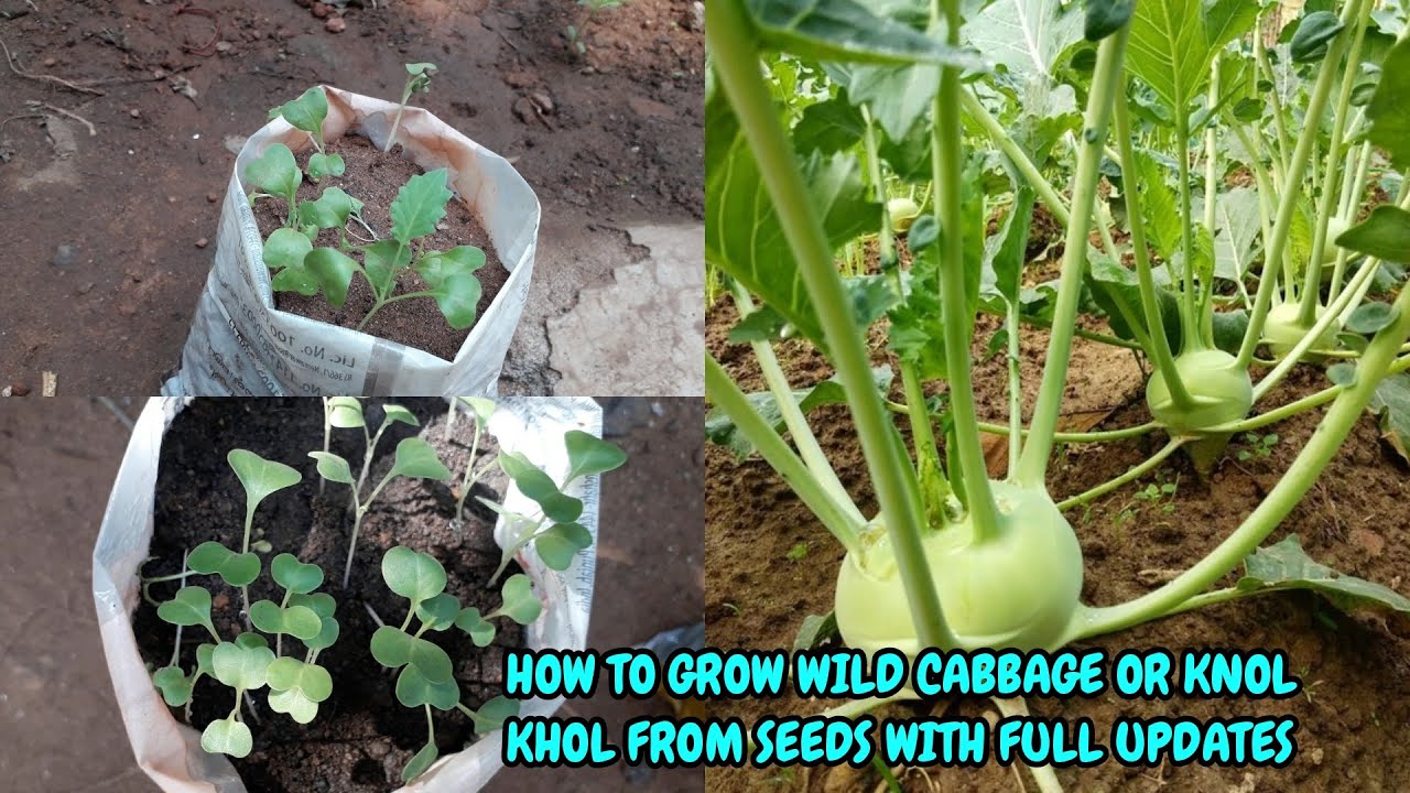 HOW TO GROW WILD CABBAGE OR KNOL KHOL FROM SEEDS WITH FULL UPDATES ...