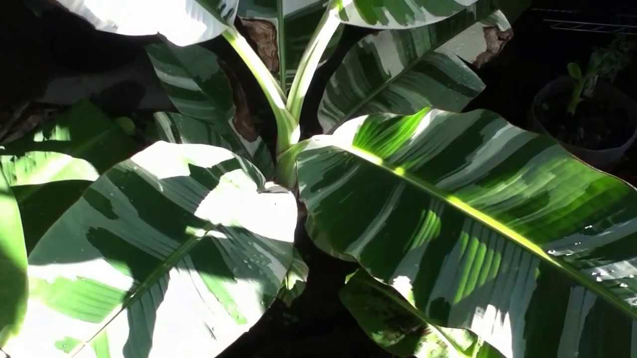 2012.08.01 Musa Florida_Aeae - YouTube
