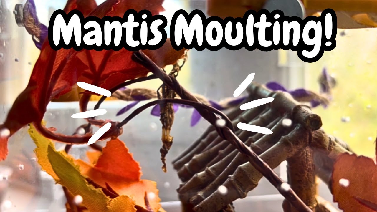 Mantis Moulting | Tips To Help Your Praying Mantis Moult | Spooderpods ...