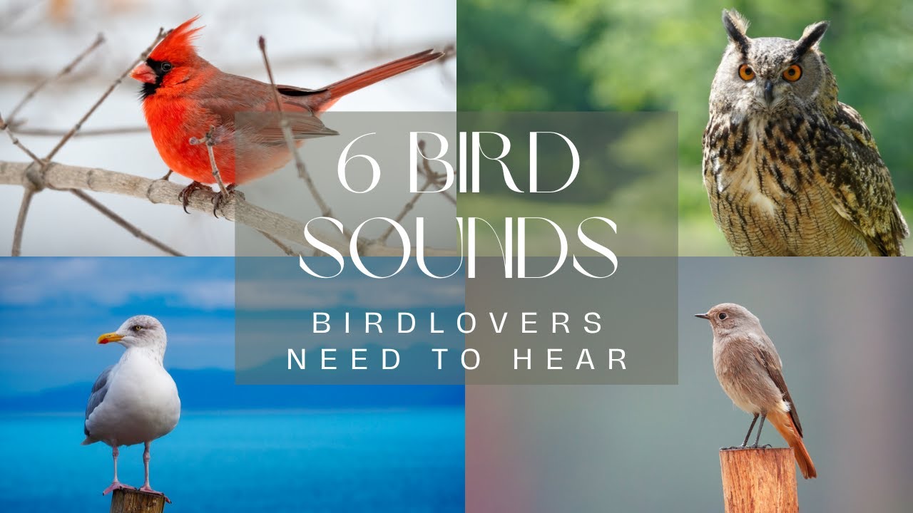 6 Mesmerizing Bird Sounds: Seagull, Owl, Cardinal, Chicken, Peacock ...