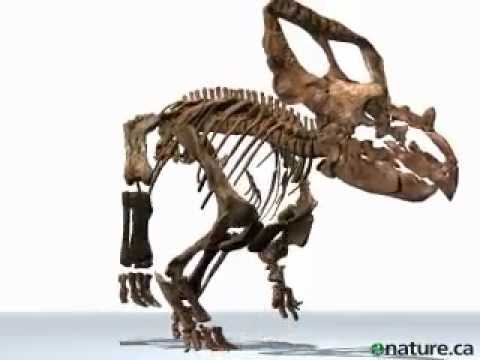 3D Chasmosaur Dinosaur Rising