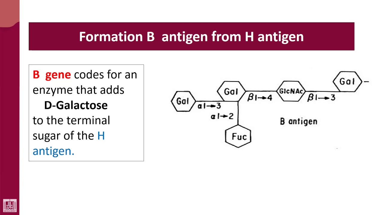 Hematology - 4 | U1-L17 | Formation of B antigen - YouTube