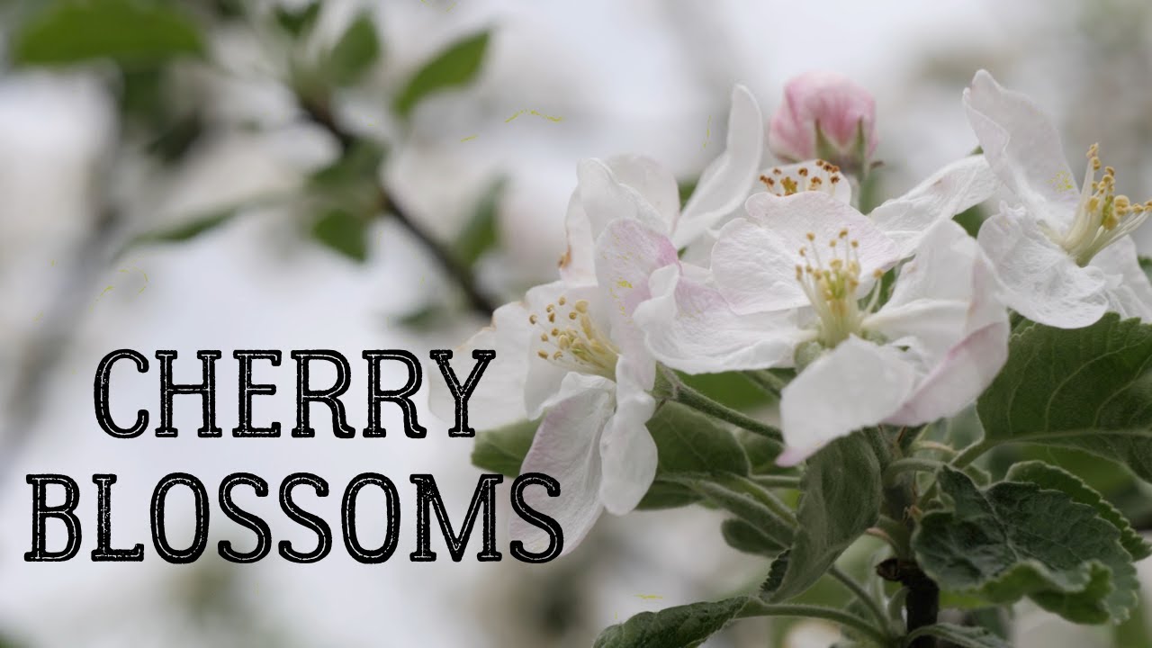 CHERRY BLOSSOMS 🌸 scenes with Music 🎵 (Asian vibes) #cherryblossom # ...