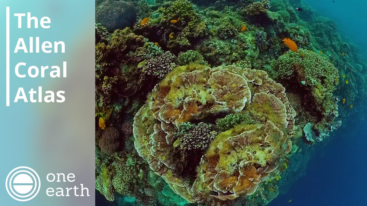 Allen Coral Atlas Roadmap to Saving Coral Reefs | One Earth - YouTube