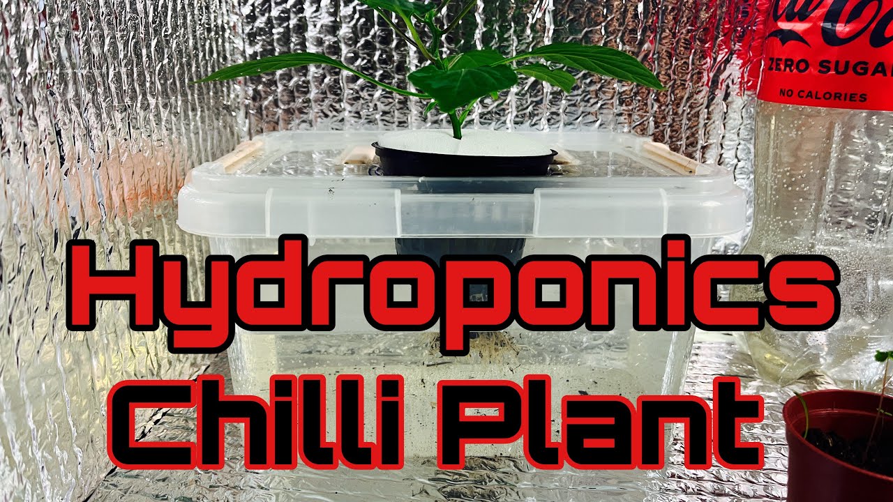 Hydroponic Chilli Growth - YouTube