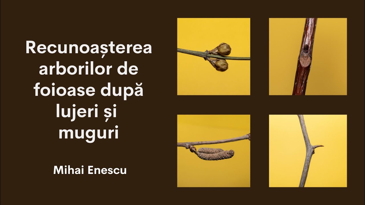 Recunoașterea arborilor de foioase după lujeri și muguri - YouTube