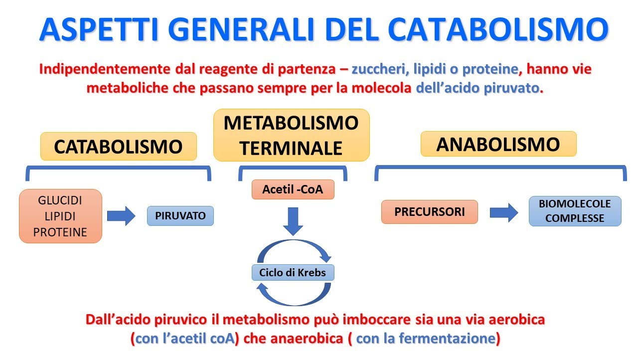 ANABOLIMO E CATABOLISMO - YouTube