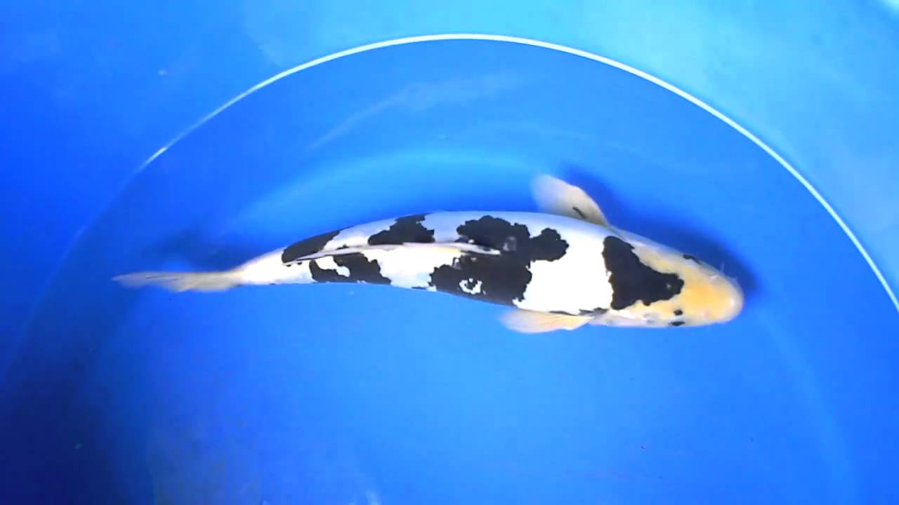 doitsu shiro utsuri at Blackwater Creek Koi Farms inc - YouTube