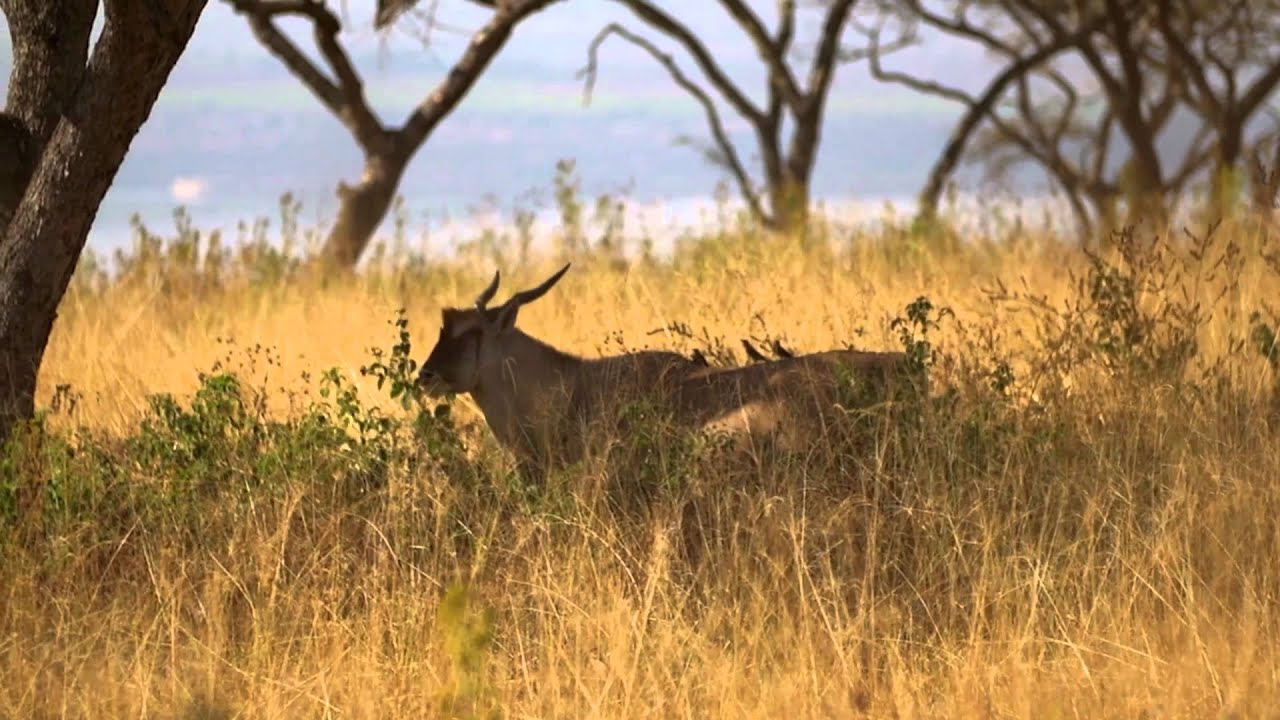 Ukuthula Lodge Private Game Reserve - YouTube
