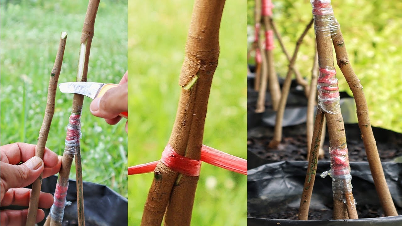 How to strengthen the roots of the mango tree with 3 roots. Do this for ...