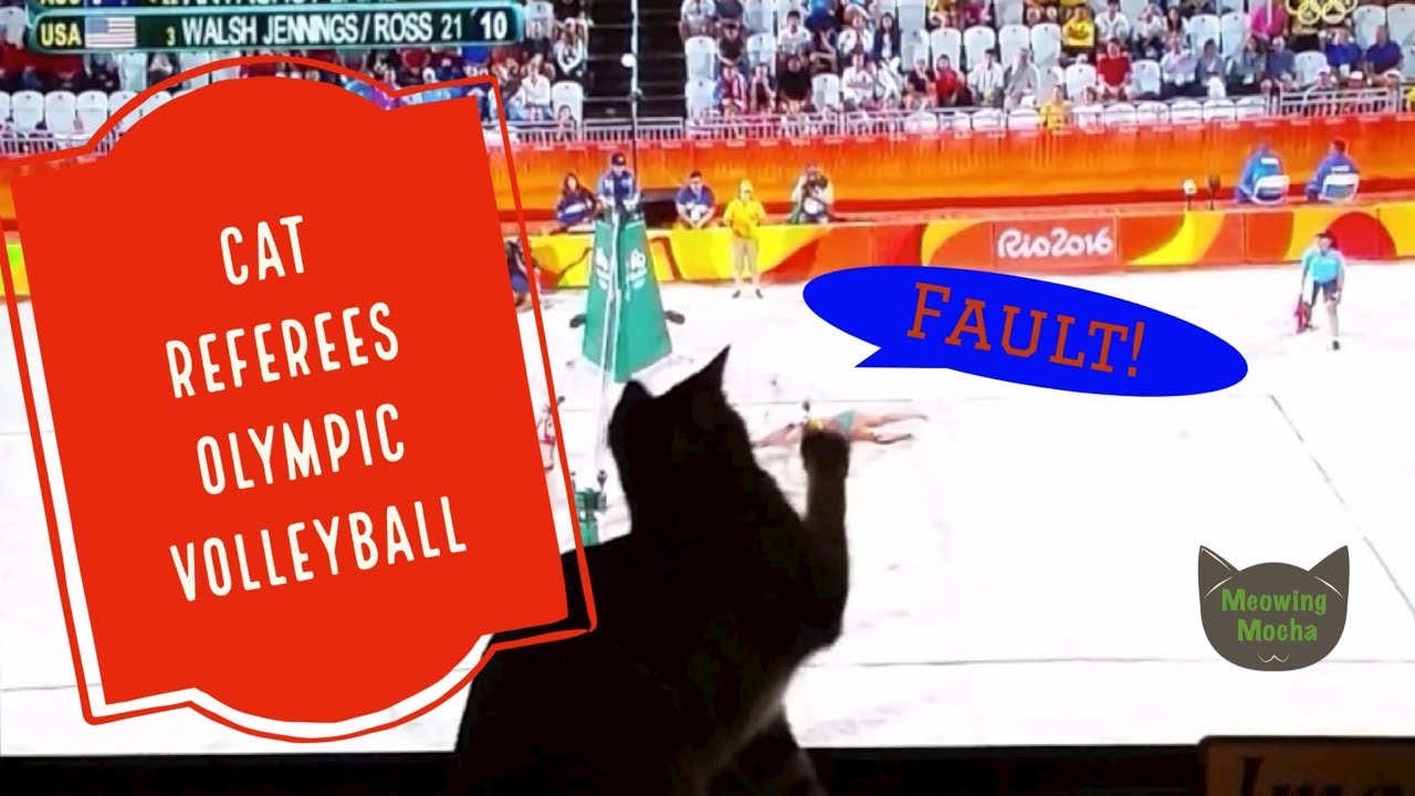 Cat Referees Volleyball - YouTube