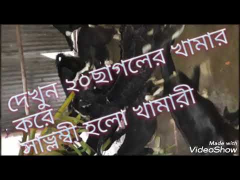 chagoler khamar kore lavoban ছাগলের খামার করে সাভ্লম্বি হয় - YouTube