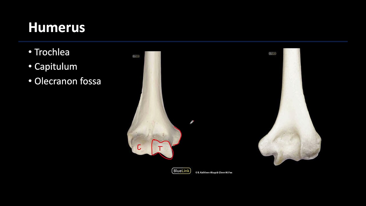 Upper Limb Osteology - M1 Dissection Supplement - YouTube