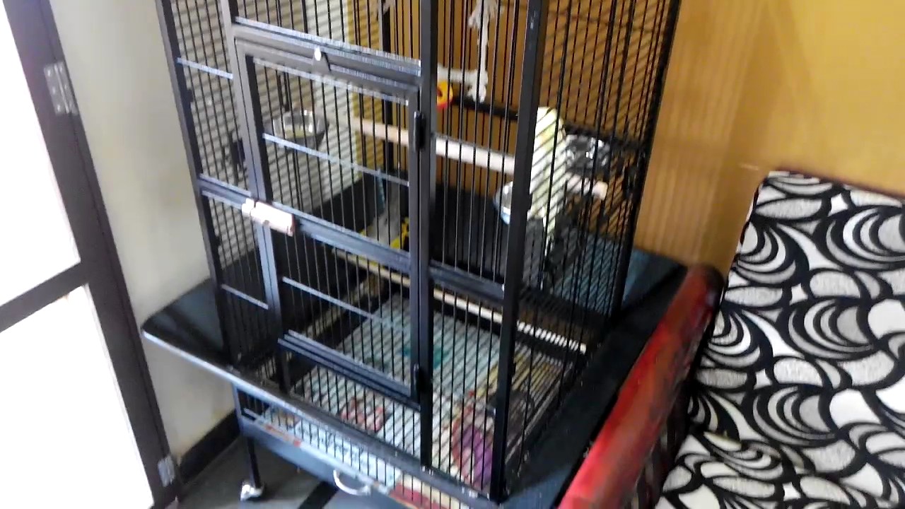 A11 Cage for Medium Sized Birds - YouTube