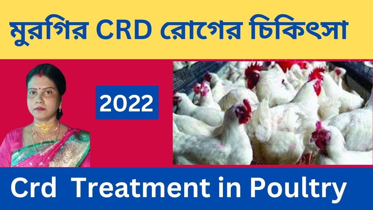 Crd Treatment in Poultry 2022 ।। মুরগির CRD রোগের চিকিৎসা | | - YouTube
