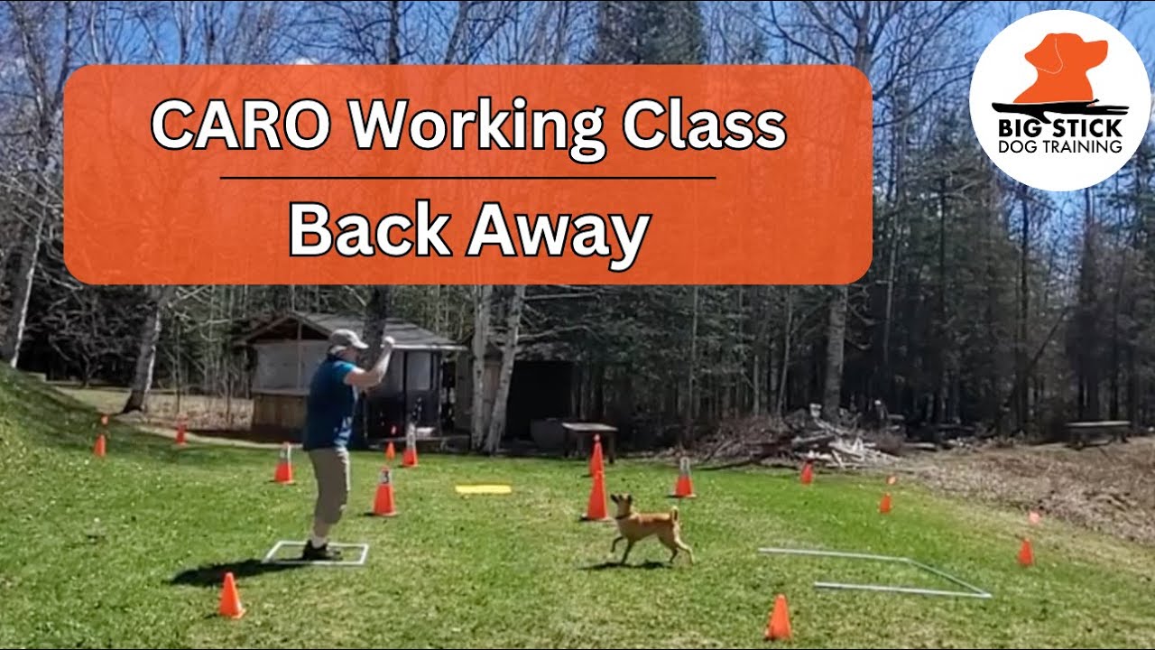CARO Working - Back Away - YouTube